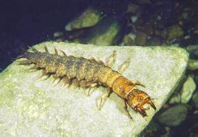 Where To Find Hellgrammites