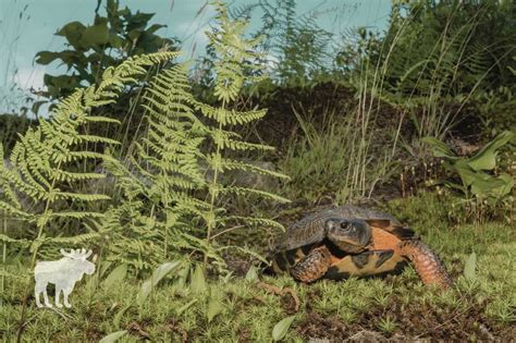 Does The Wood Turtle Hibernate — Forest Wildlife
