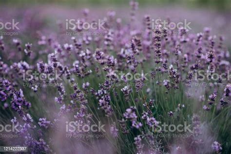 라벤더 필드의 질감 파스텔 보라색 라벤더 꽃입니다 아로마 테라피 천연 화장품 소프트 포커스 0명에 대한 스톡 사진 및 기타 이미지 Istock