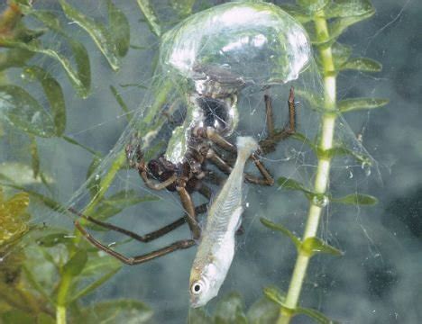 水蜘蛛图册 360百科