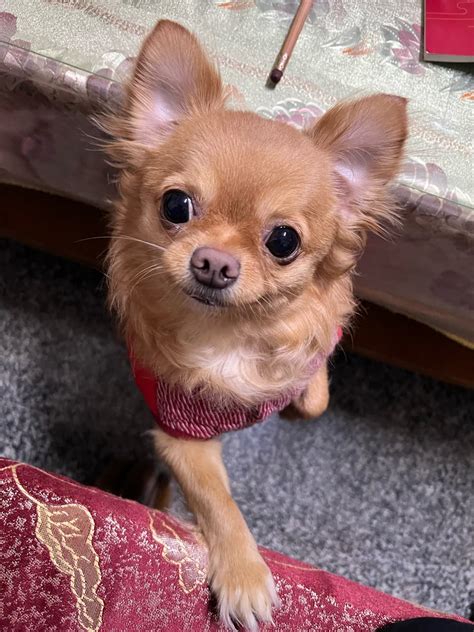 可愛的長毛吉娃 曬狗板 Dcard