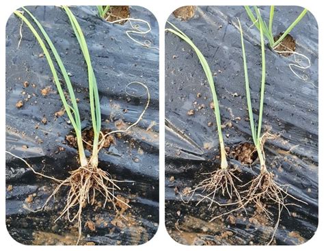 양파 심는 시기 및 주의 사항