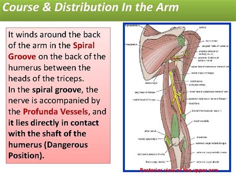 Radial Ulnar Nerves Dr Jamila Dr Vohra Objectives