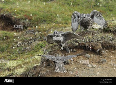 Gyrfalcon Size Comparison