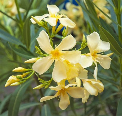 Adelfa Amarilla Venta Adelfa Amarilla Nerium Oleander Lutea