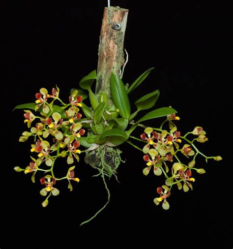 Hoa Phong Lan ViỆt Vietnam Orchids Oncidium Coloratum Oncidium Orchid Photography Orchid Plants