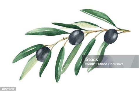 흰색 배경에 고립된 검은 올리브가 있는 올리브 가지 수채화 손으로 그린 식물 그림입니다 카드 메뉴 및 로고에 사용할 수 있습니다 화장품 또는 식품 포장 디자인용 건강한