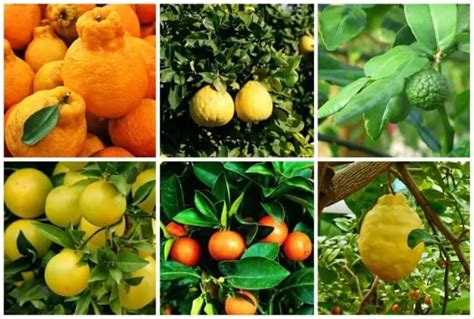 USDA Zone Citrus Trees To Grow In Your Yard