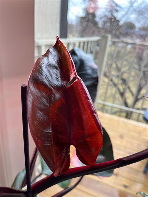 Noooooooooooo Rrarehouseplants