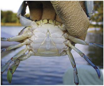 Maryland Blue Crab Identification Eregulations
