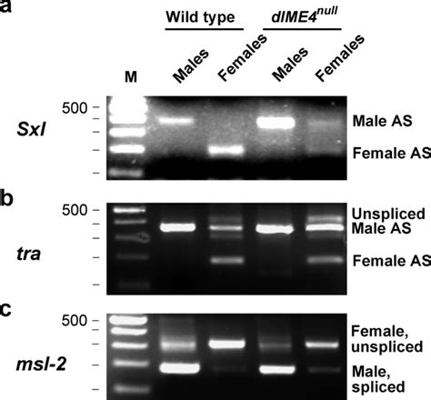 M6a Potentiates Sxl Alternative Pre Mrna Splicing For Robust Drosophila