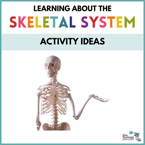 High School Art Worksheets Human Body Skeletal System