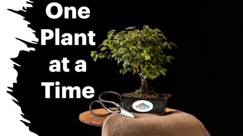 Empowering Environmental Preservation One Plant At A Time