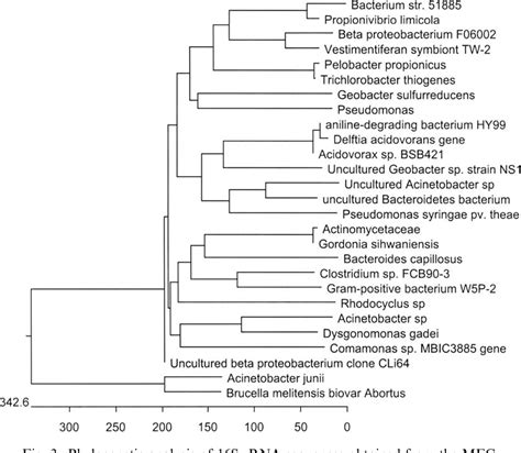Figure 3 From Construction Of Bacterial Artificial Chromosome Library From Electrochemical