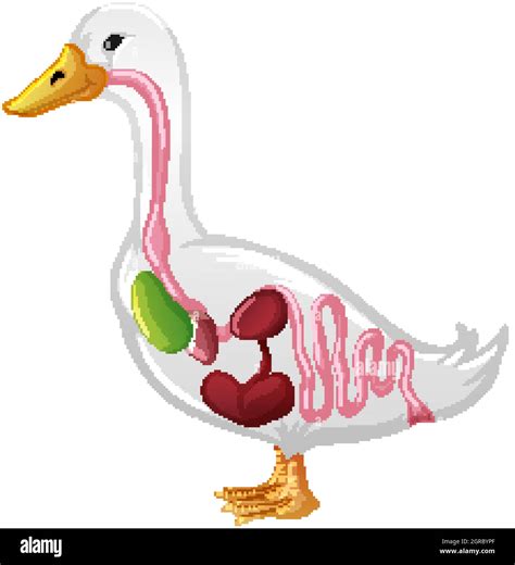 Female Duck Anatomy Duck Bill Anatomy And Function Made Easy
