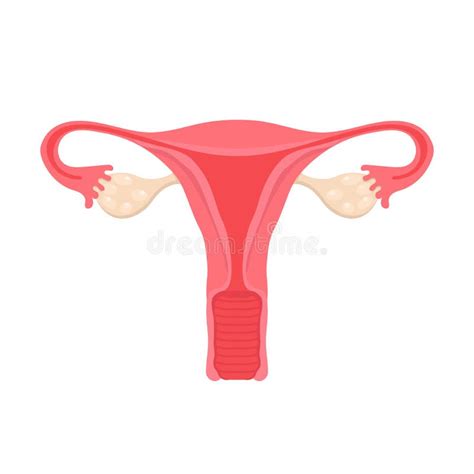Anatomy Of The Female Reproductive System Diagram Of The Location Of The Organs Uterus Cervix