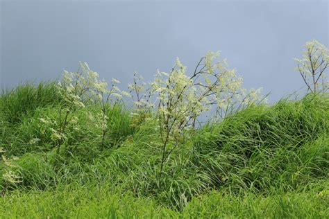 高原のシシウド by 波の ID11278299 写真共有サイト PHOTOHITO