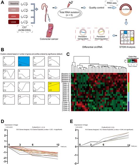 Identification Of Circular RNAs Expressed At Different Stages In Download Scientific Diagram