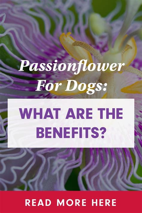 What Is Passionflower Good For Artofit