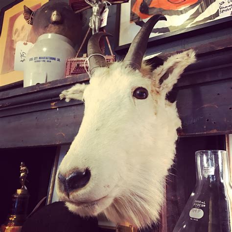 Goat Fucker Dolly Python