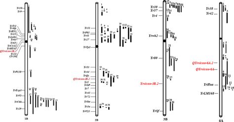 The Position Of The Potentially Novel QTL On Chromosomes B B B And Download Scientific
