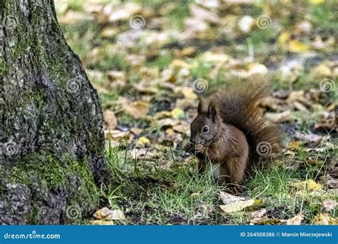 Eurasian Red Squirrel In Kampinos National Park Masovia Poland Stock