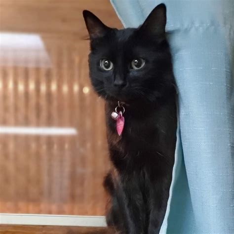 Pixie Lynn Contest Entry 42012 Modern Cat