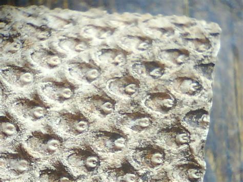 Lepidodendron Fossil ID The Fossil Forum