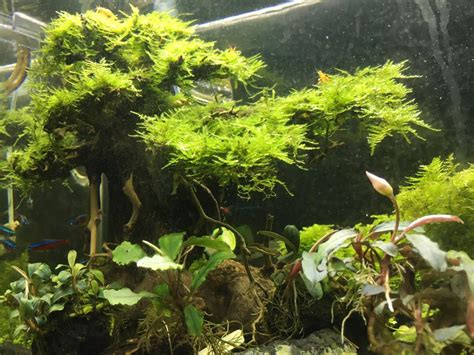 The Moss Tree สมาชิกใหม่bucephalandra 4 กอ😍😍😍