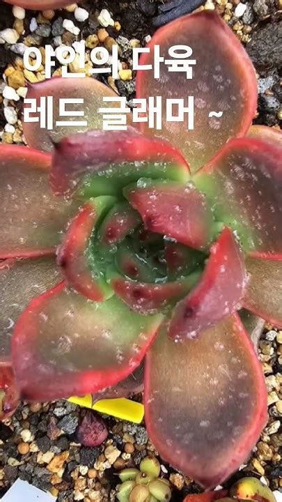 레드 글래머 물광 ~ ㅎ 꿀잠요 ~ 빈예서 파종이 실생 다육 다유기 다육이 다육식물 반려식물 다육판매 다육이판매 다육이키우기 다육인스타그램 매혹이