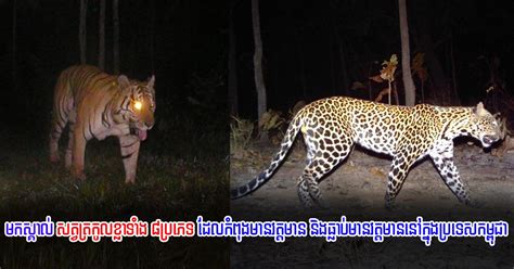 មកស្គាល់ សត្វត្រកូលខ្លាទាំង ៨ប្រភេទ ដែលកំពុងមានវត្តមាន