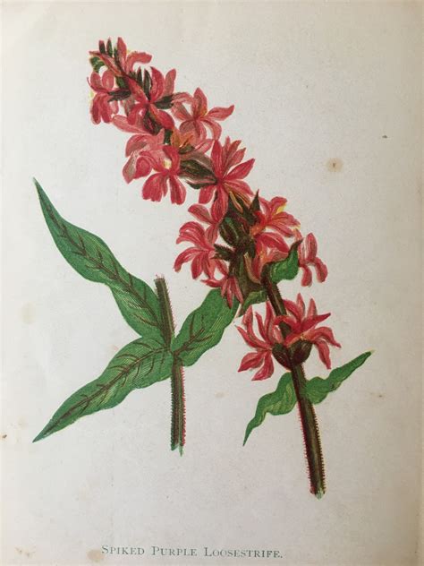 Purple Loosestrife Drawing