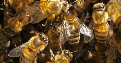 Anthony Mark Dalessandro On Linkedin Honeybees Invaded My House And No One Would Help