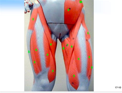 Pre Lab Diagram Quizlet