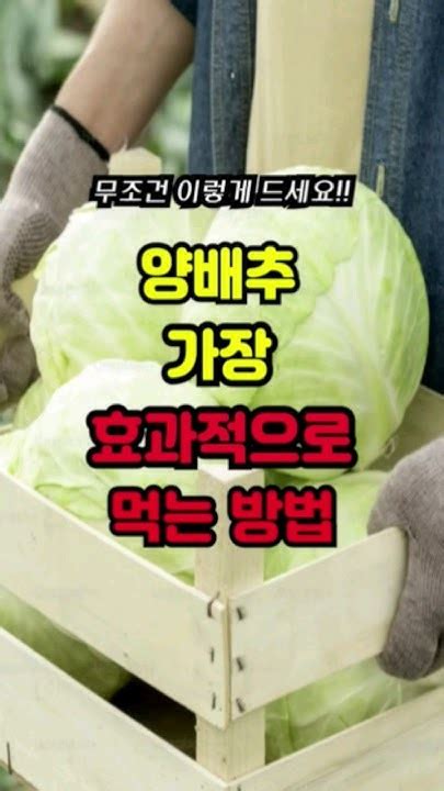 양배추를 가장 효과적으로 먹는 방법 Youtube