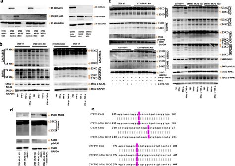 Tumors Cells With Mismatch Repair Deficiency Induce Hyperactivation Of