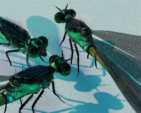 6 Weird Facts About Dragonflies You Should Know