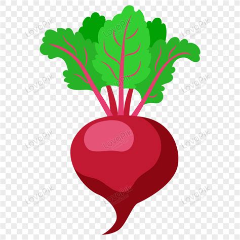 Beetroot Illustration Vector Organic Vegetable Png Image Image And