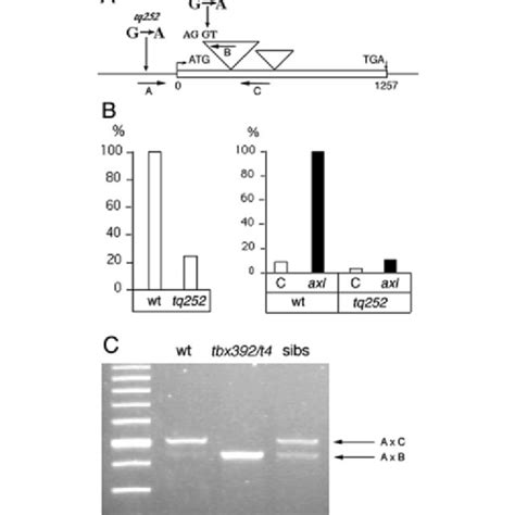 A Nomarski Picture Showing Wild Type And Syu Tq252 Mutant Embryos At Download Scientific