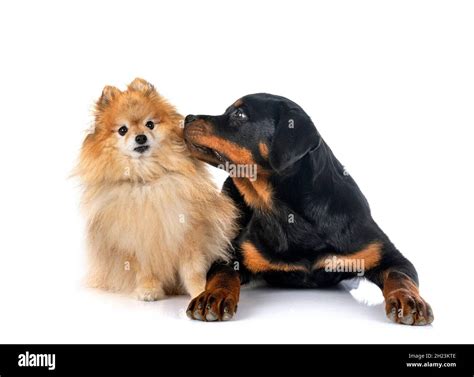 Rottweiler Pomeranian Mix Adulto