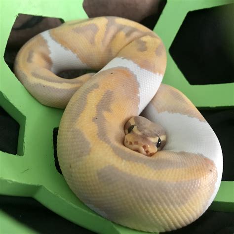 Found My Slice Of Banana Pie Ball Pythons MorphMarket Reptile Community