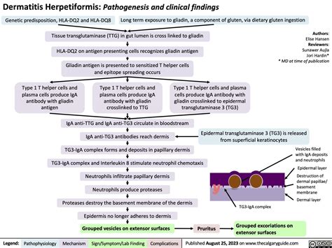 Dermatitis Herpetiformis Pathogenesis And Clinical Findings Calgary