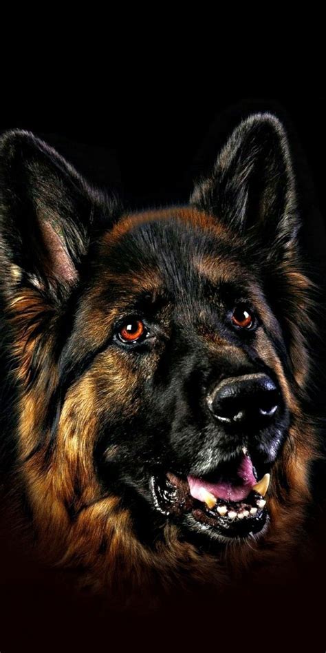 صور حصرية صور خلفــيات كـــلاب مختلفة الانواع مخيفة وأليفة بأعلــى