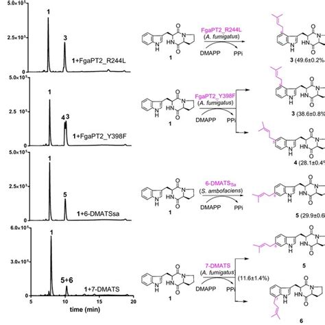 A Lcms Analysis Of The Acceptance Of Cyclo L Trp L Pro 1 By Echpt1
