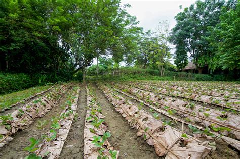 Stroberi Ditanam Terpisah Tutup Daun Kering Di Dasar Tanaman Untuk Mempertahankan Kelembaban
