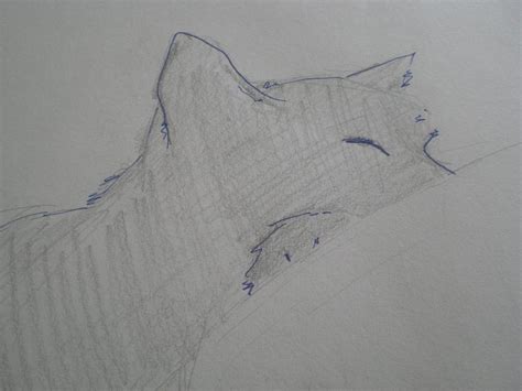 Cat Nap Drawing By Sara Murphy Fine Art America