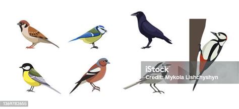 흰색 배경에 다른 조류의 세트 벡터 컬렉션 참새 Tit 라자레프 루크 큰 점박이 딱따구리 일반적인 웨그 테일 Chaffinch 만화 스타일의 큰 Tit 새에 대한 스톡 벡터