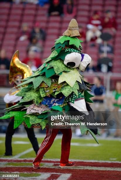 Stanford Cardinal Mascot Photos And Premium High Res Pictures Getty