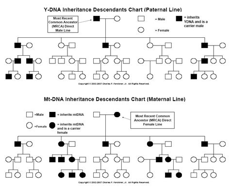 Y Dna And Mtdna Inheritance Descendant Charts Y Dna And Mtdna Inheritance Descendant Charts