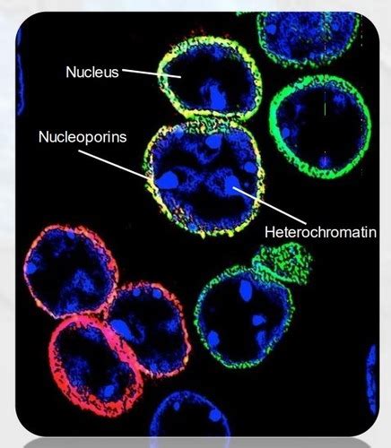 Histology Flashcards Quizlet